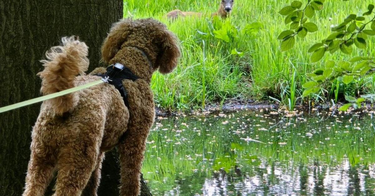 Spannende Combi Online Bestellen Fotosnull