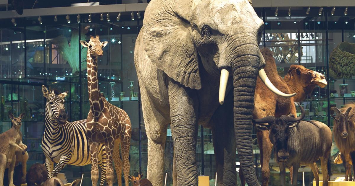 Naturalis