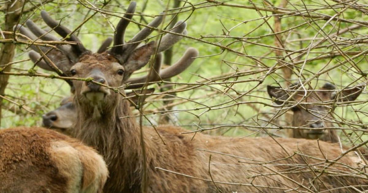 Bolderen in de bronst