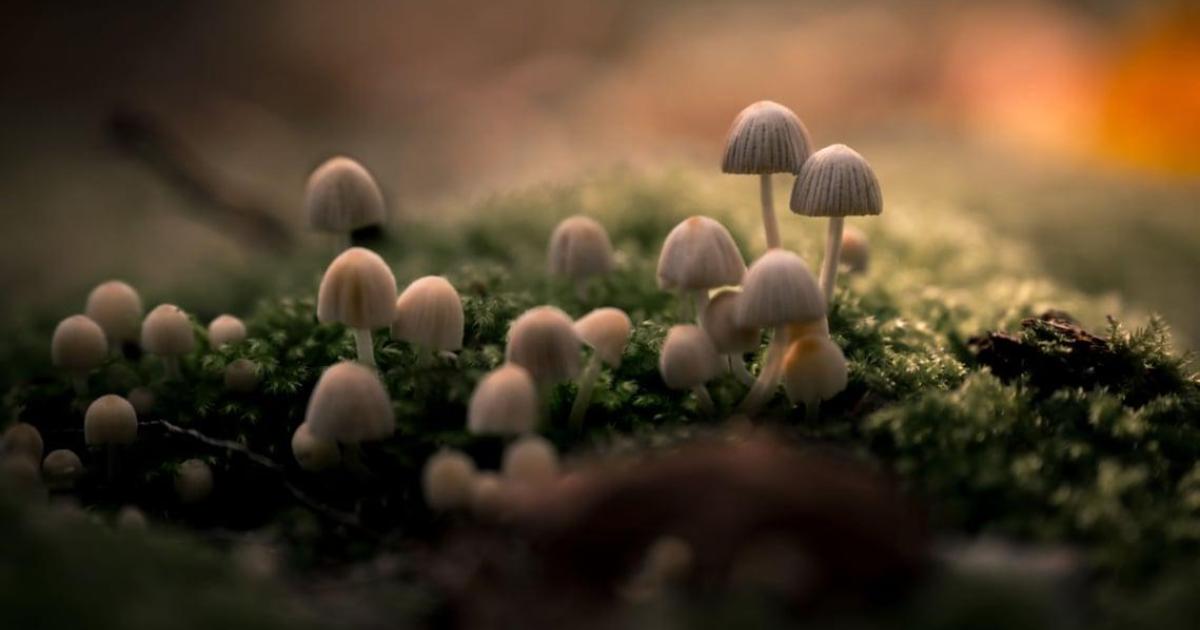 Ontdek alles over paddenstoelen op de Oude Buisse Heide