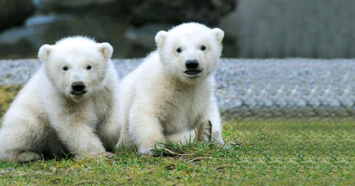 Ouwehands Dierenpark